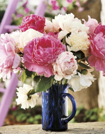 Hello Spring: Peonies