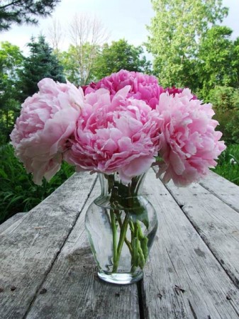 Hello Spring: Peonies