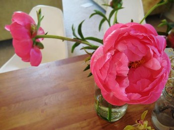 Hello Spring: Peonies